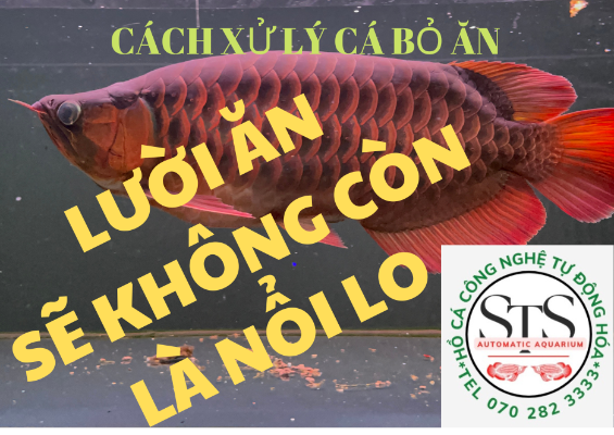 Cách Xử Lý Tình Huống Cá Bỏ Ăn